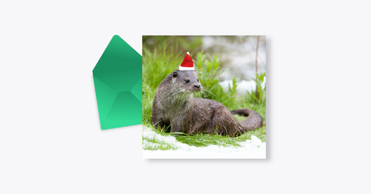 Santa Hat Otter | EcoGifts from Friends of the Earth